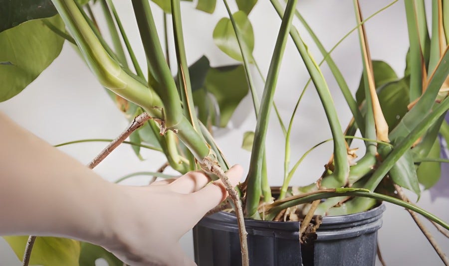 How to Propagate Monstera by Water, Soil, and Air layering (2023) | by ...