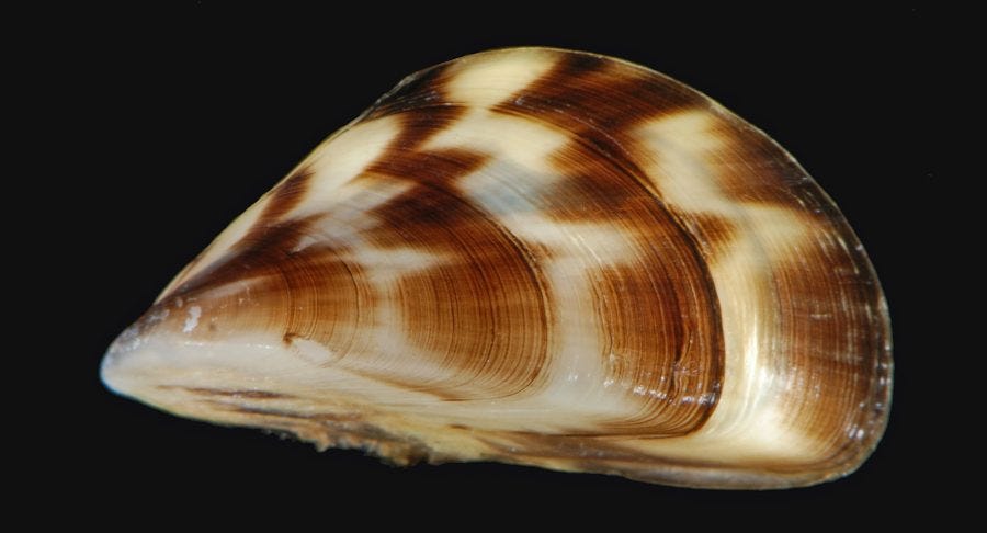 The Highly Invasive Zebra Mussel | by Critter Science | Medium