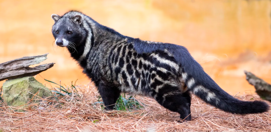 The African Civet | by Critter Science | Medium