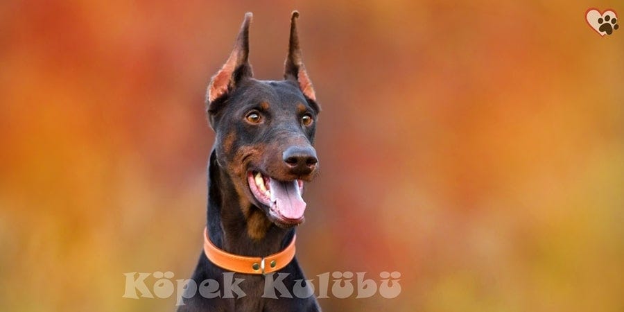 Doberman Kulakları Kesilmemiş