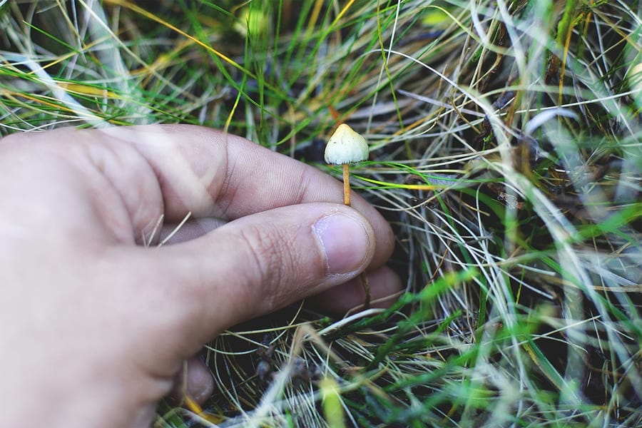 Colorado, Psilocybin & the future of mental healthcare | by Jordan ...