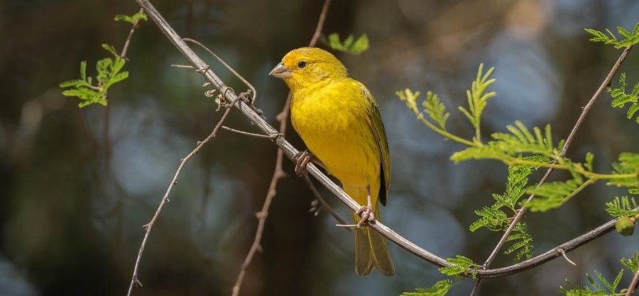 The Saffron Finch | by Critter Science | Medium