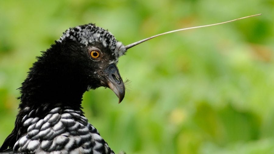The Horned Screamer | by Critter Science | Feb, 2023 | Medium
