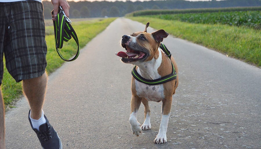 How to Teach a Dog to Heel. Easy Steps | by Rathouranuj | Medium