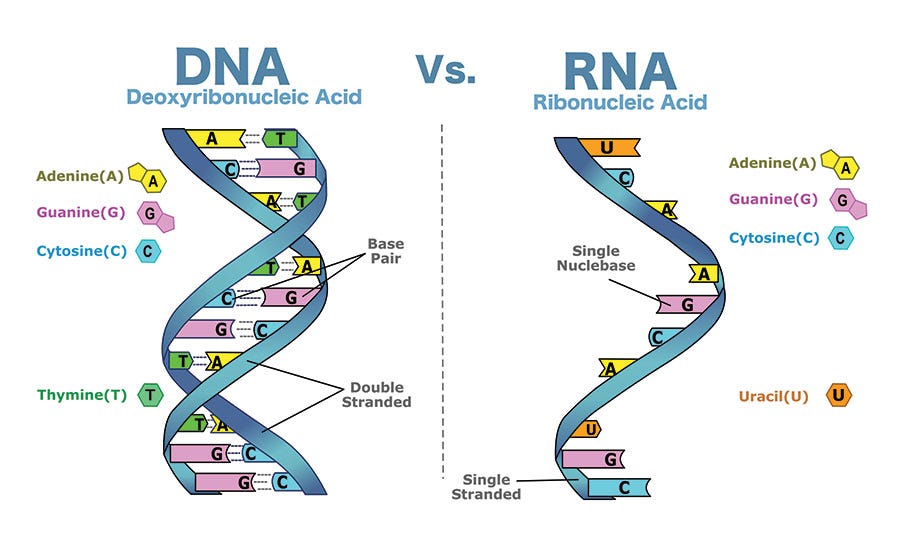 RNA and DNA. When first entering the world of… | by Miguen Ali | Medium