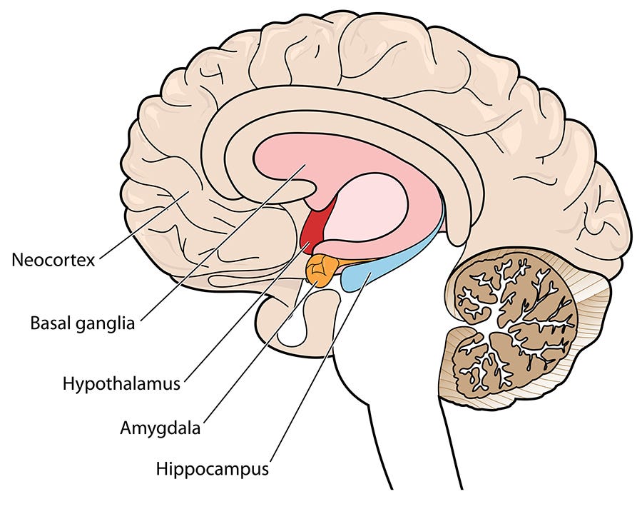 How the Brain Works: Sleep Disorders (Recurring Nightmares) | by Shreya ...