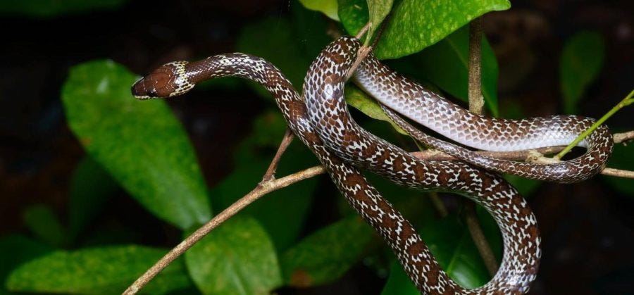 The Oriental Wolf Snake | by Critter Science | Medium