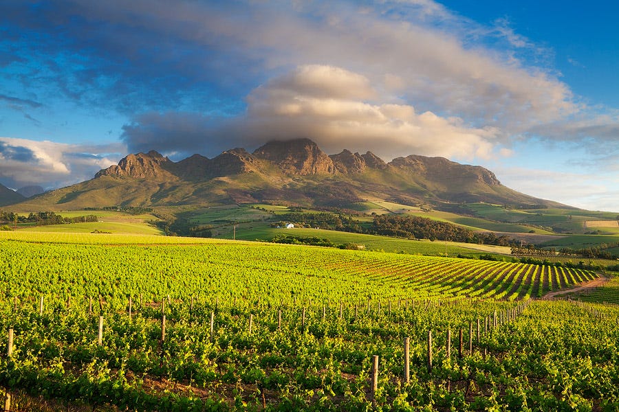 Barcelona Wine Tasting: The Wines of South Africa | by Fintan Kerr | Medium