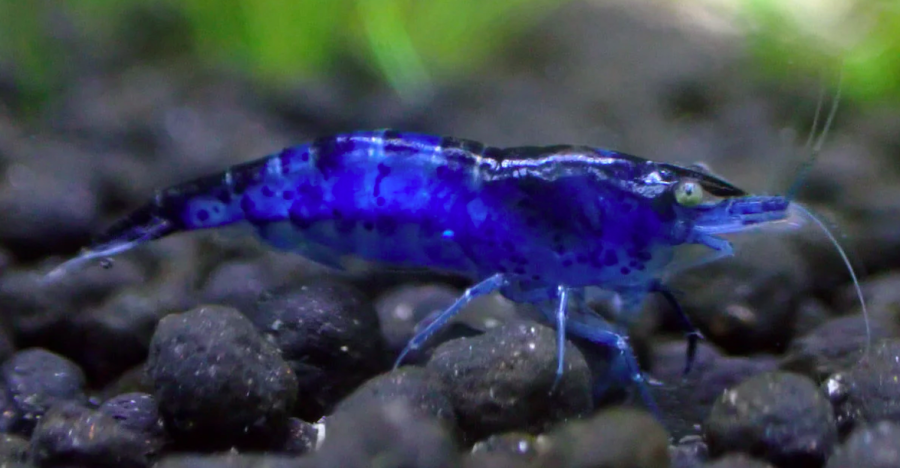 The Incredible and Diverse Shrimp | by Critter Science | Medium