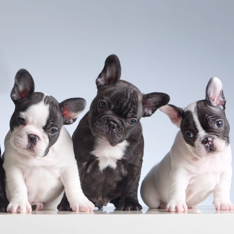 Common French Bulldog Colors. French Bulldogs come in all colors and ...