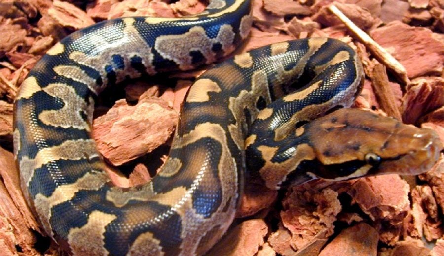 What is a super ball python? - Sweeny jane - Medium