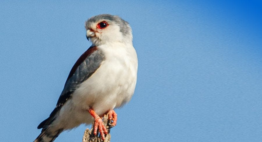 The Pygmy Falcon | by Critter Science | Medium