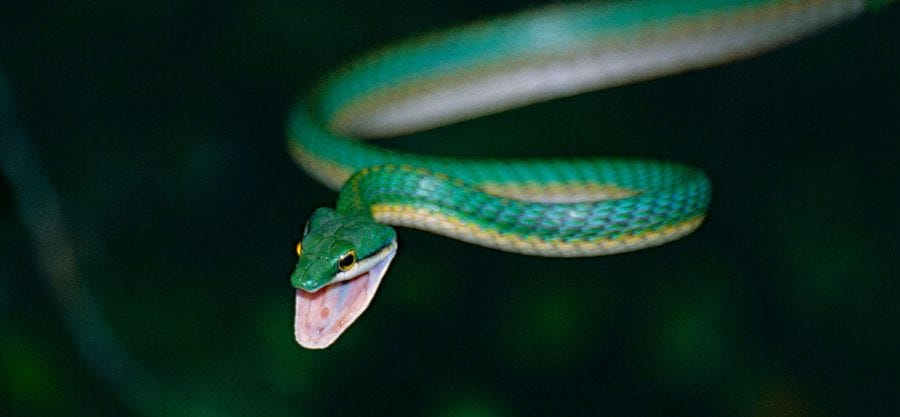 The Parrot Snake | by Critter Science | Medium