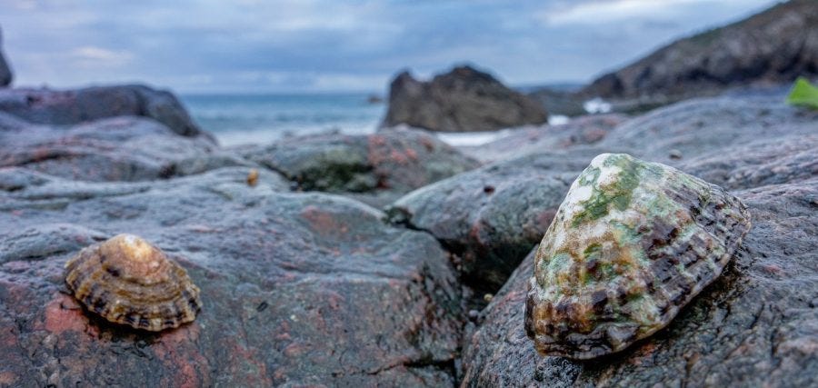 The Fascinating, Yet Misunderstood Limpet | by Critter Science | Jul ...