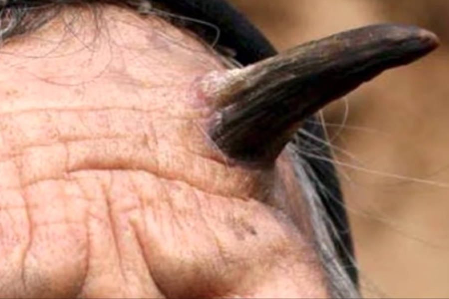 Some People have Horns!. Really! | by Freda Savahl | ILLUMINATION | Medium