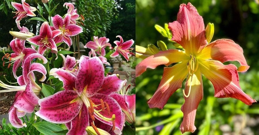 The Beauty of Lilies: A Guide to Different Types of Lilies ...
