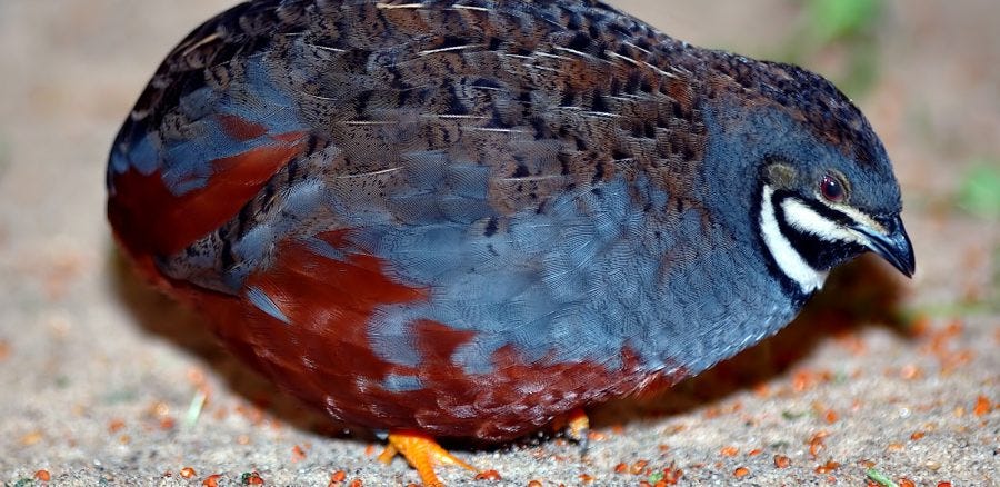 The King Quail | by Critter Science | Medium
