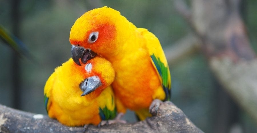 The Beautiful Sun Parakeet | by Critter Science | Medium