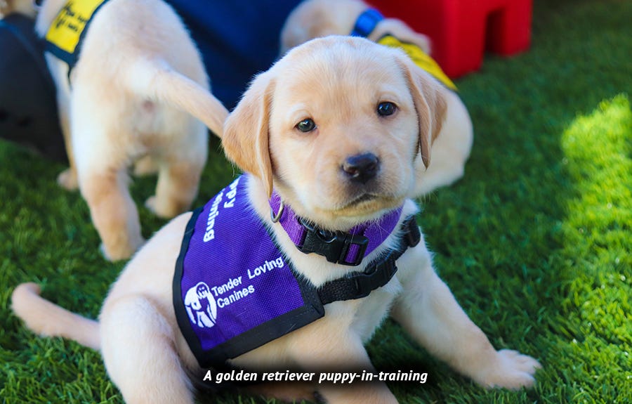 Service Dogs Lead the Way to Hope | by fyi50plus | Medium