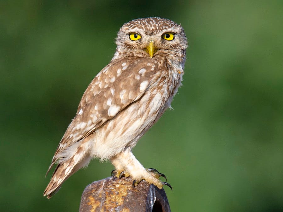 Exploring Nocturnal Birds: Owl and Nightjar Watching Tips | by ...