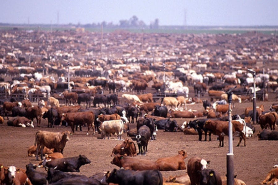 The major driver of world hunger? Animal agriculture | by Pala Najana ...