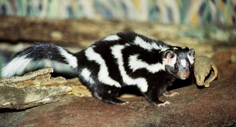 The Pygmy Spotted Skunk | by Critter Science | Medium