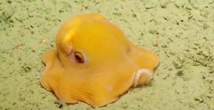Squee!!! Here Comes the Flapjack Octopus | by Critter Science | Medium