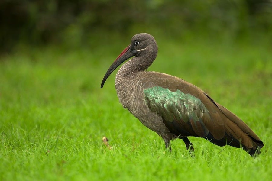 More Infamous African Wildlife — The Hadedah (You Have Been Warned ...