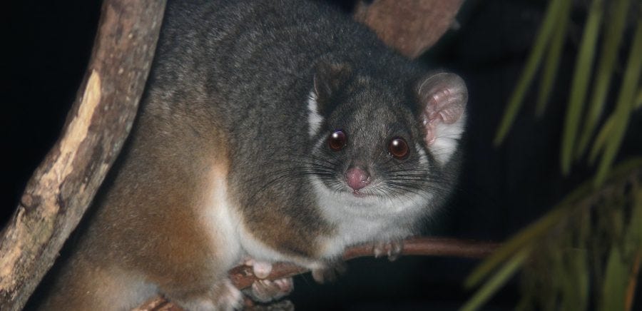 The Common Ringtail Possum | by Critter Science | Medium