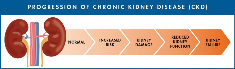 Predicting chronic kidney diseases with Machine Learning — Pandas Data ...