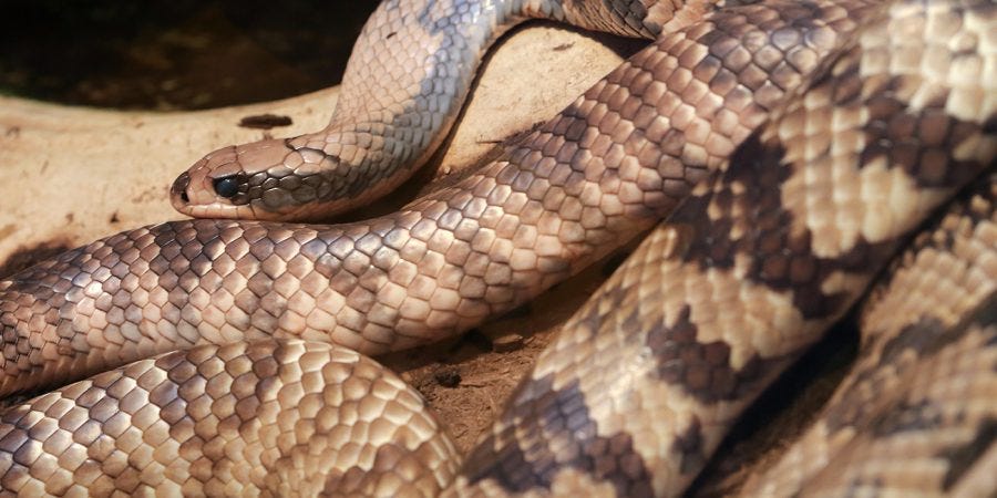 The False Water Cobra | by Critter Science | Medium
