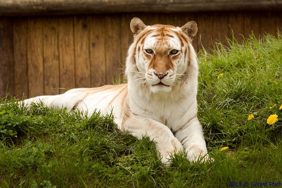 The Golden Tiger of Kaziranga. Explore the extremely rare Royal Bengal ...