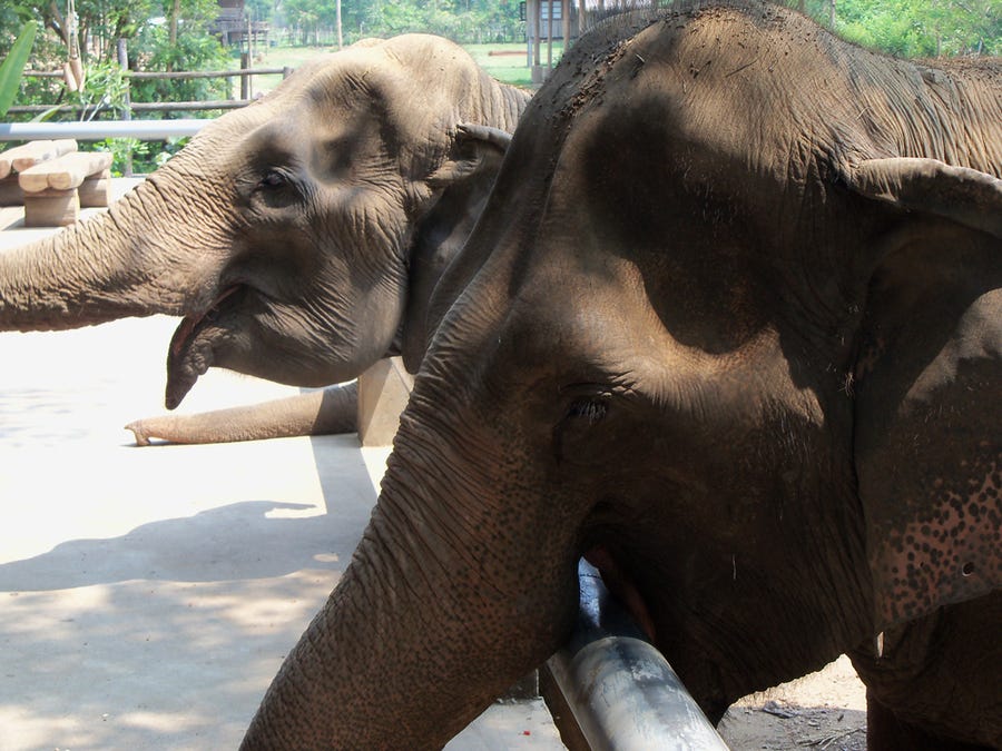 Elephant in the Room: Thailand’s public shame | by The Skinny | Medium