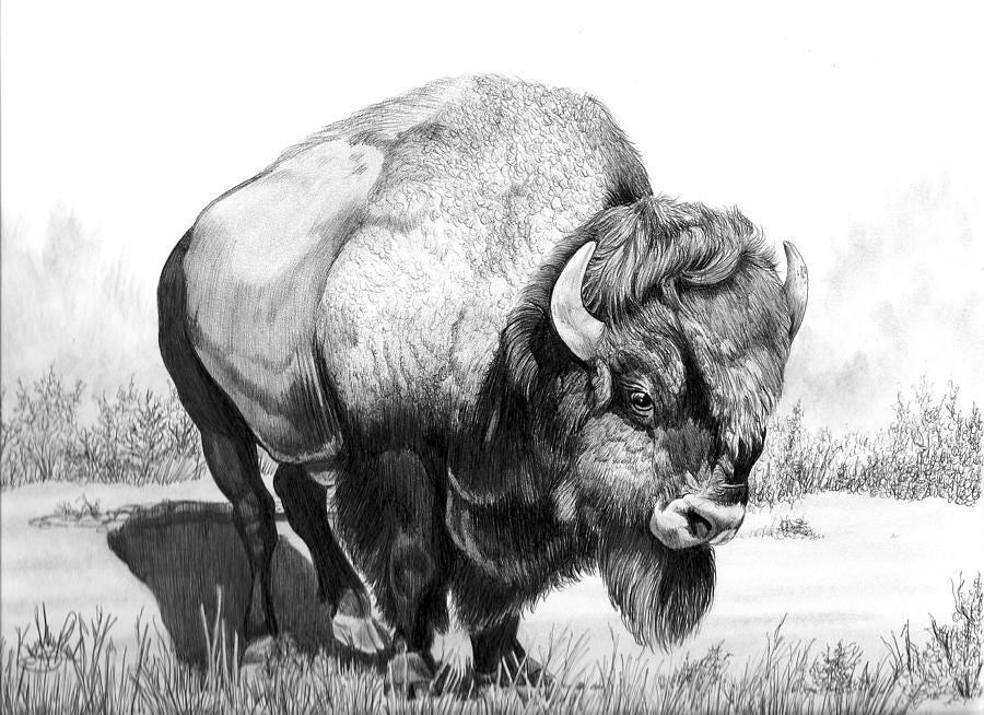 The Importance of The Buffalo to The Native Americans | by Giulianno ...