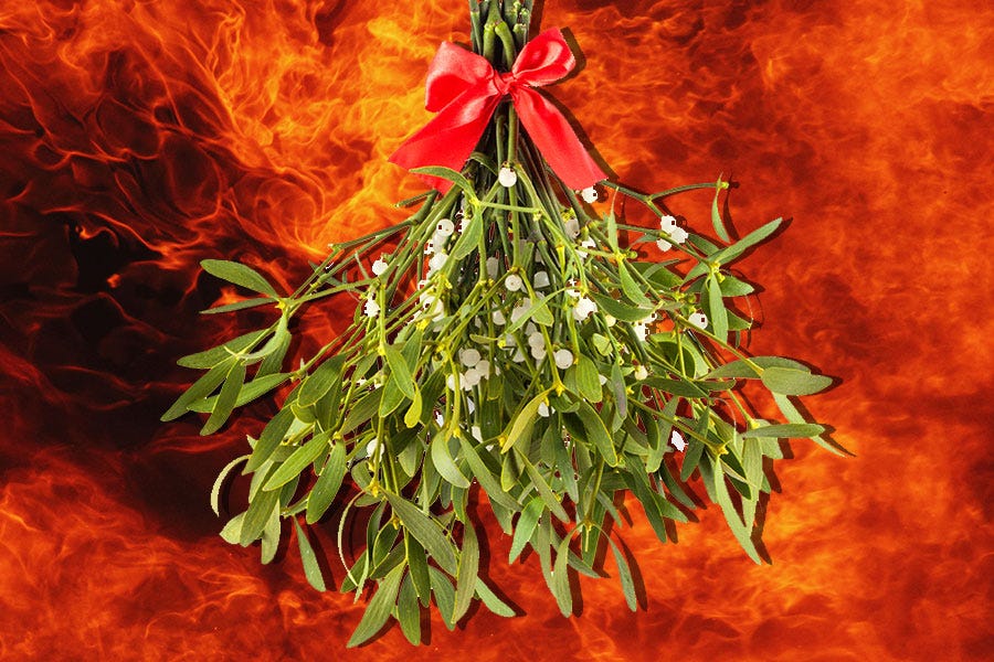 Mistletoe Is Poisonous, Gross and Creepy | by Ian Lecklitner | MEL ...