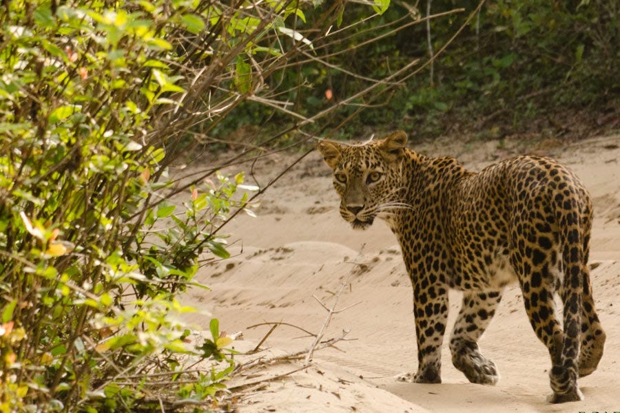 Things to know about Wilpattu National Park before you visit | by ...