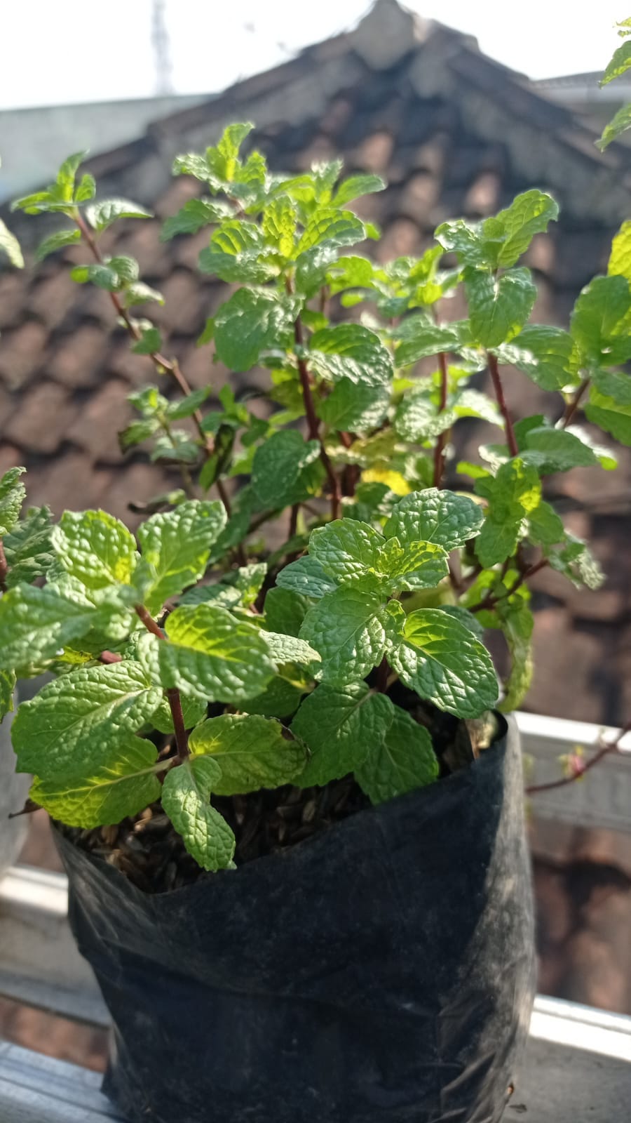 PROMO!!, WA 0813–5812–3335 Tanaman Peppermint Malang | by Tanaman ...