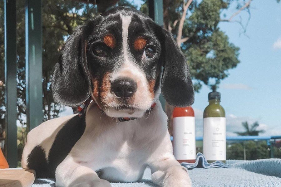 Discovering the Cav-a-Jack: A Unique Breed for Your Emotional Support Needs | by Darren kinch ...