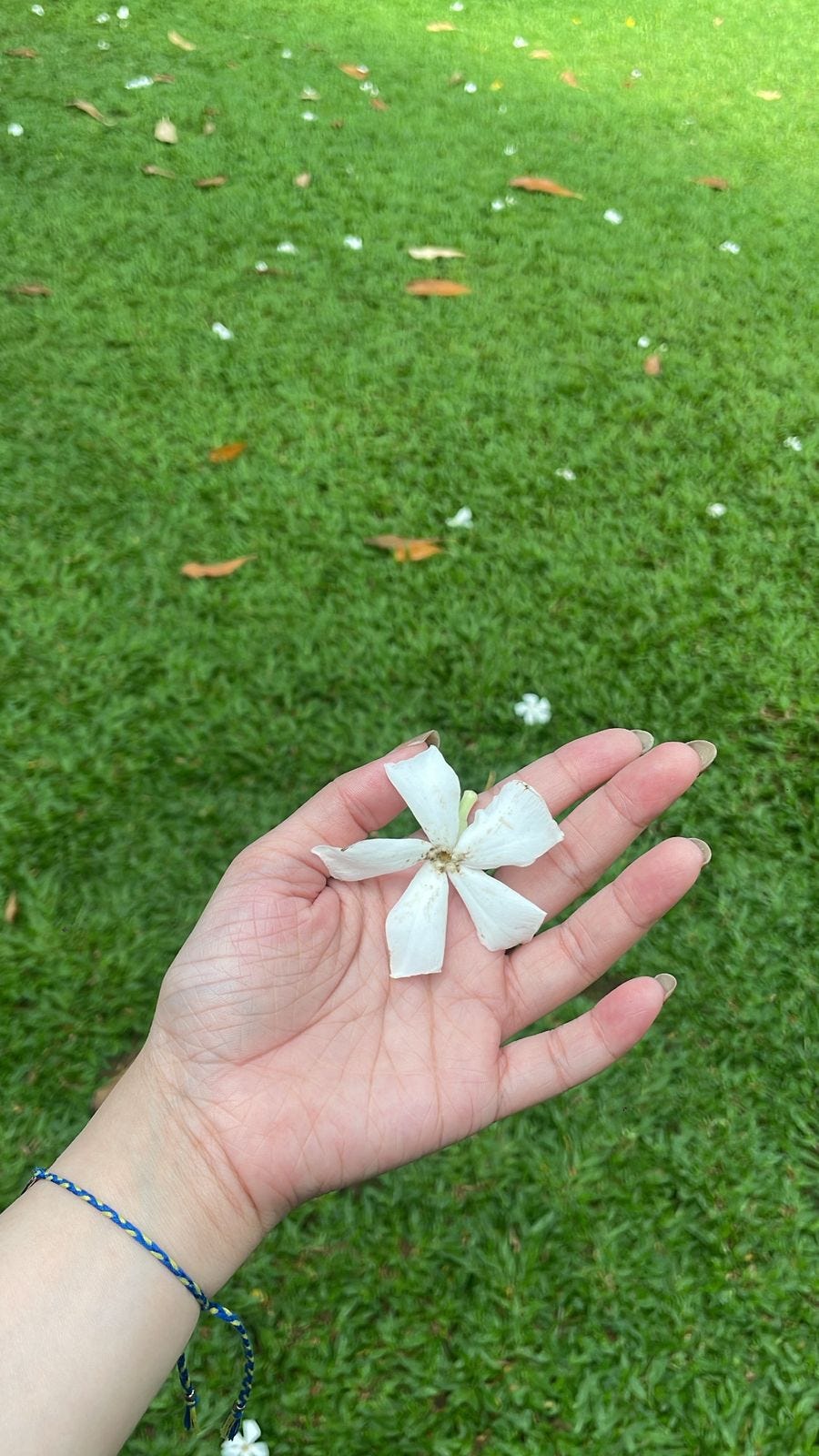 Wind of Solace, Pillars of Butterflies | by Afifa Fauziya | Mar, 2025 | Medium