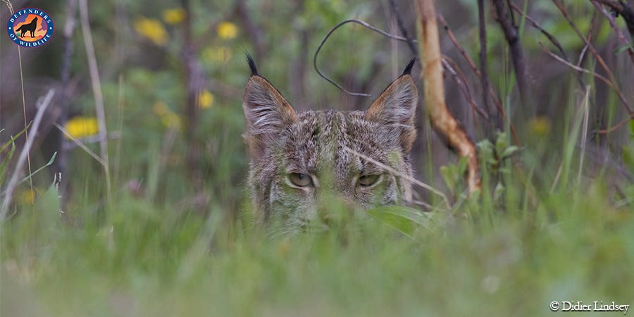 Quickening the Countdown to Extinction for Canada Lynx | by Defenders ...