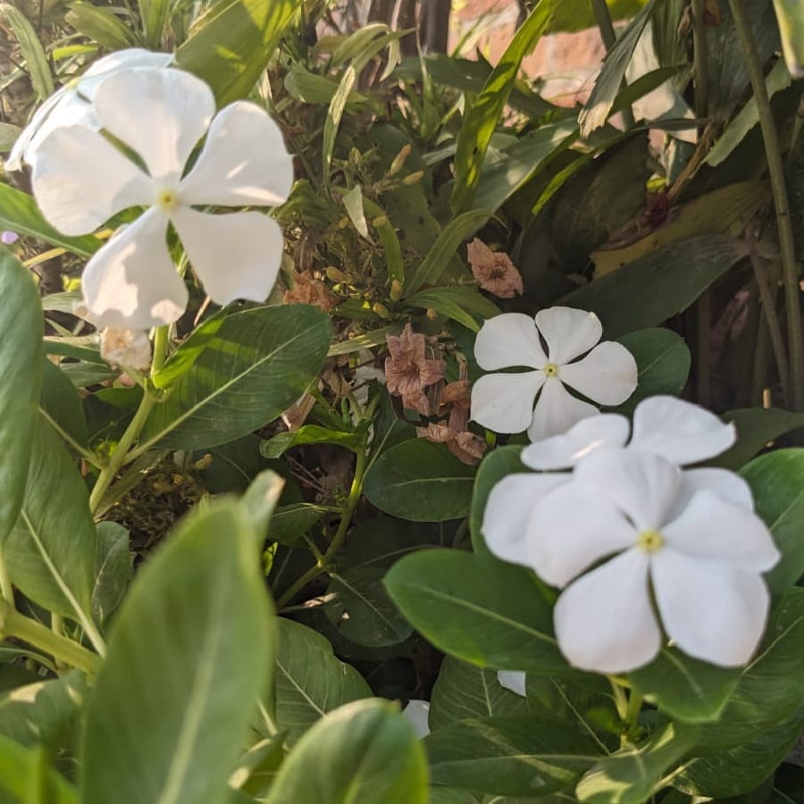 A Glimpse into My Amal Journey: Through the Lens of Growth | by ...