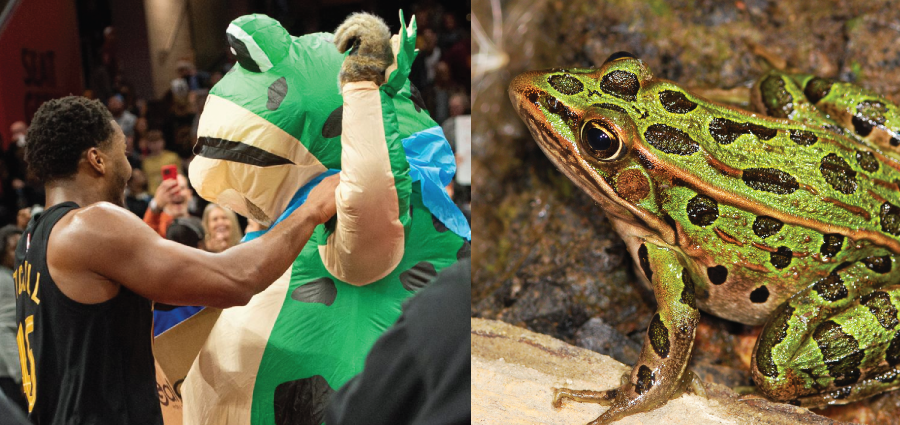We may have identified the species of the Cavs frog. | by Northeast ...