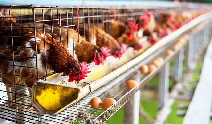 Investigating Animal Cruelty: Unveiling the Dark Side of Factory ...