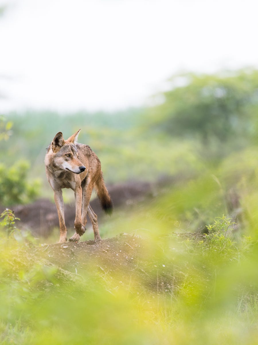 The Last Wolves of Maharashtra. The silent struggle of an apex predator ...