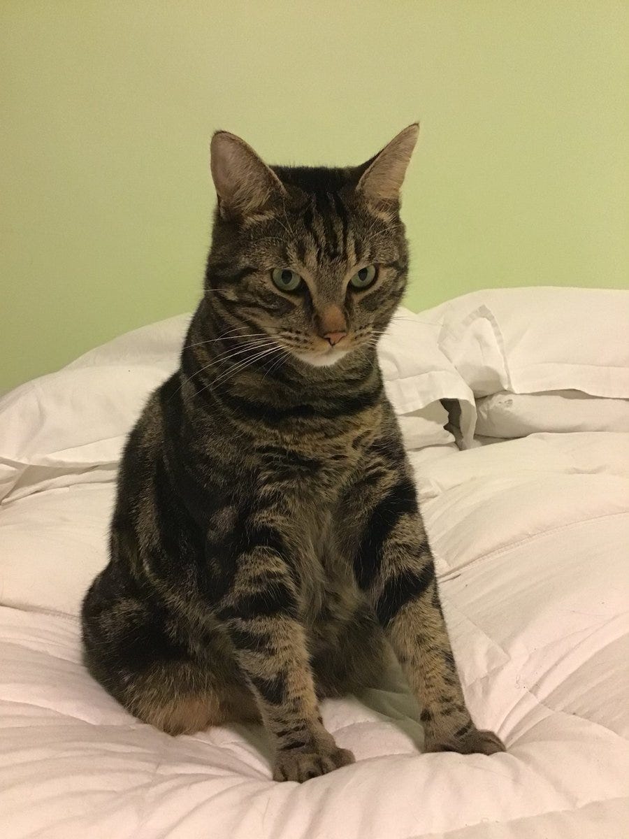 Joe has decided it’s time for bed 😹😹 #CatsOfTwitter | by Katherine ...