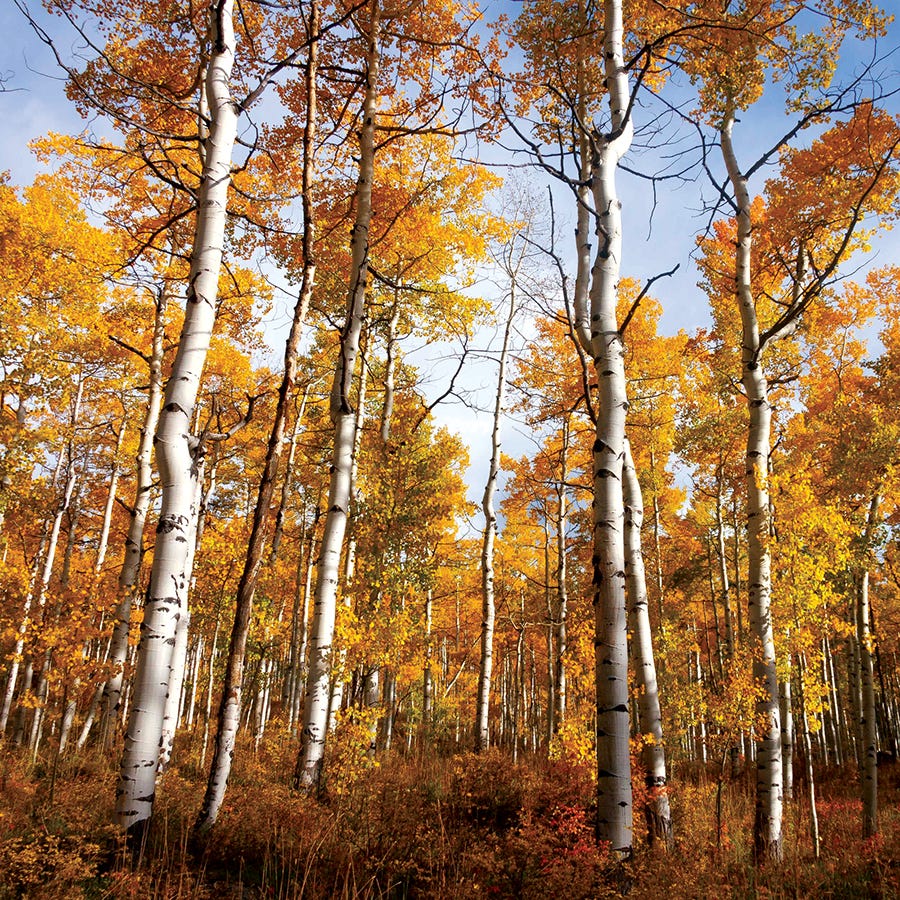 Birch Trees. A haiku | by Kris Bedenian | For Awe | Medium