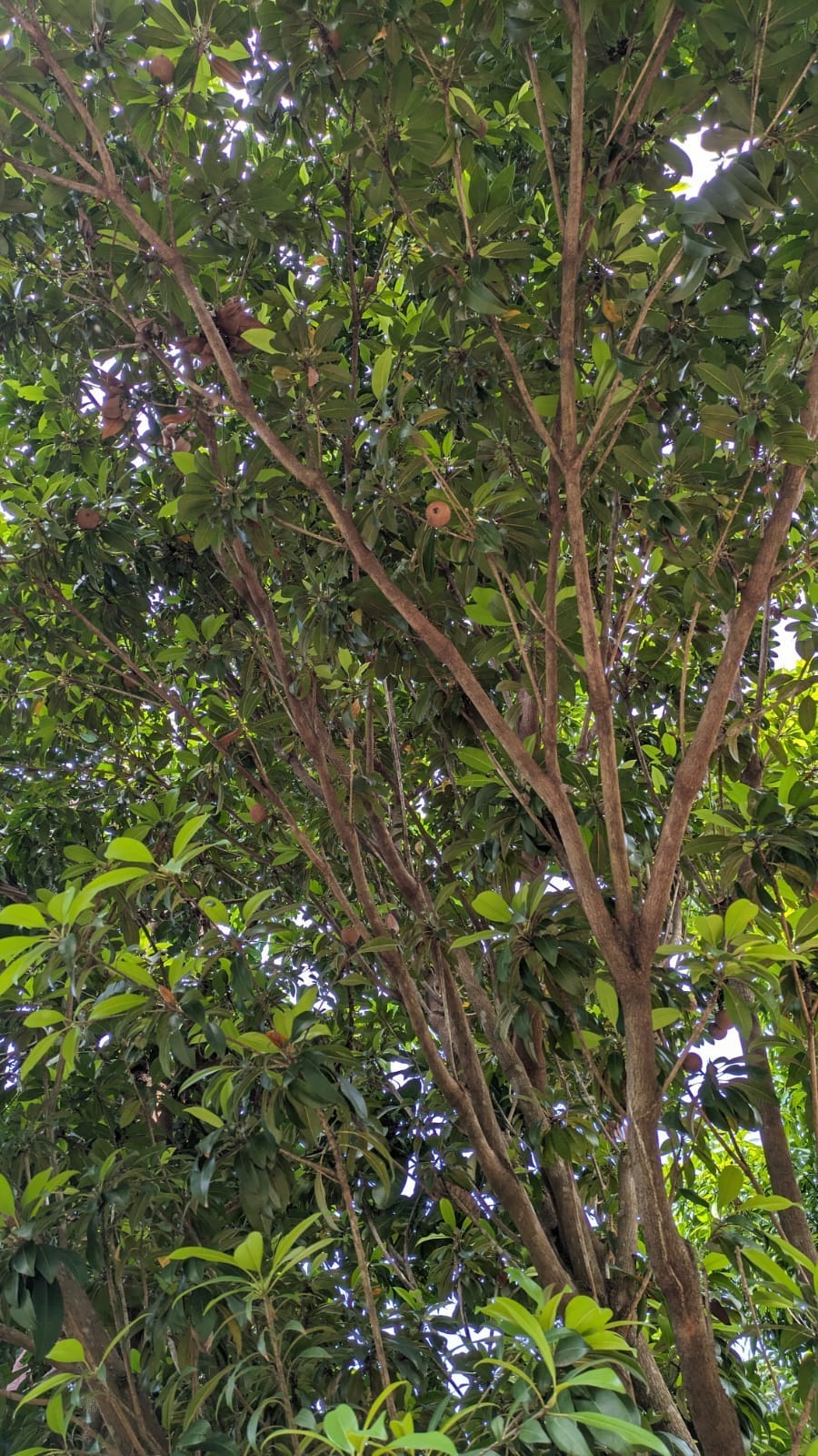 Climb that tree!!. Because its important. | by Akshita Kabra | Short ...