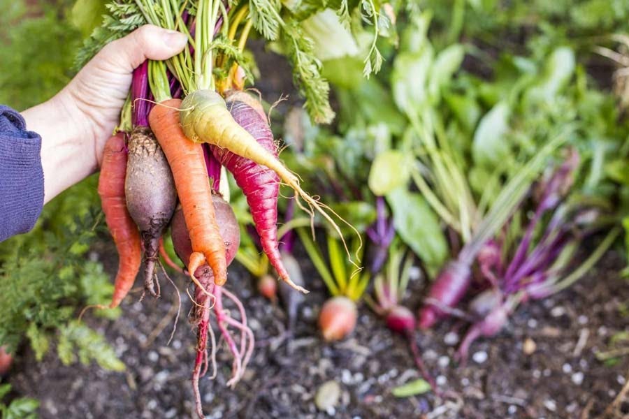 From digesting food to weight control, 7 tuberous vegetables help | by ...