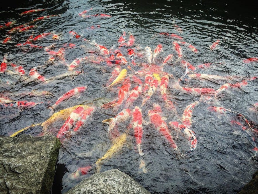 Happo-en's Gardens | A Perfect Addition to Tokyo Itineraries | A ...