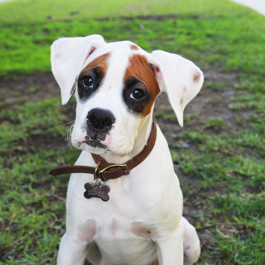 Giving In to Puppy Love. Charlie Piscitello is the Chief People… | by ...